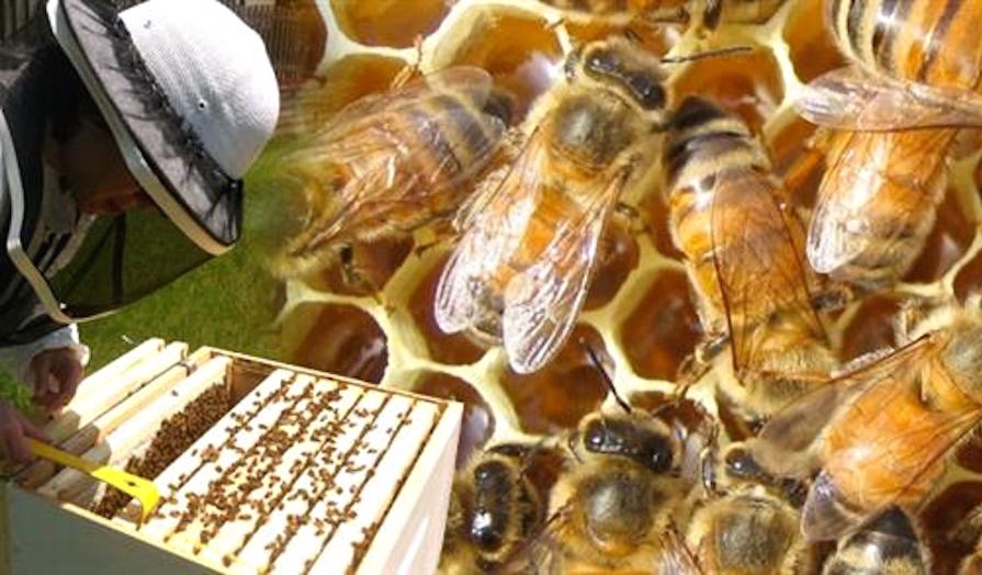 New Hope abuzz with planning for National Honey Bee Day event this ...