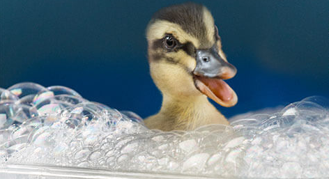 dawn duck - New Hope Free Press