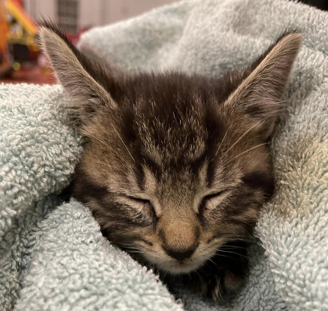 Firefighters Rescue Cat From New Hope Storm Drain - New Hope Free Press