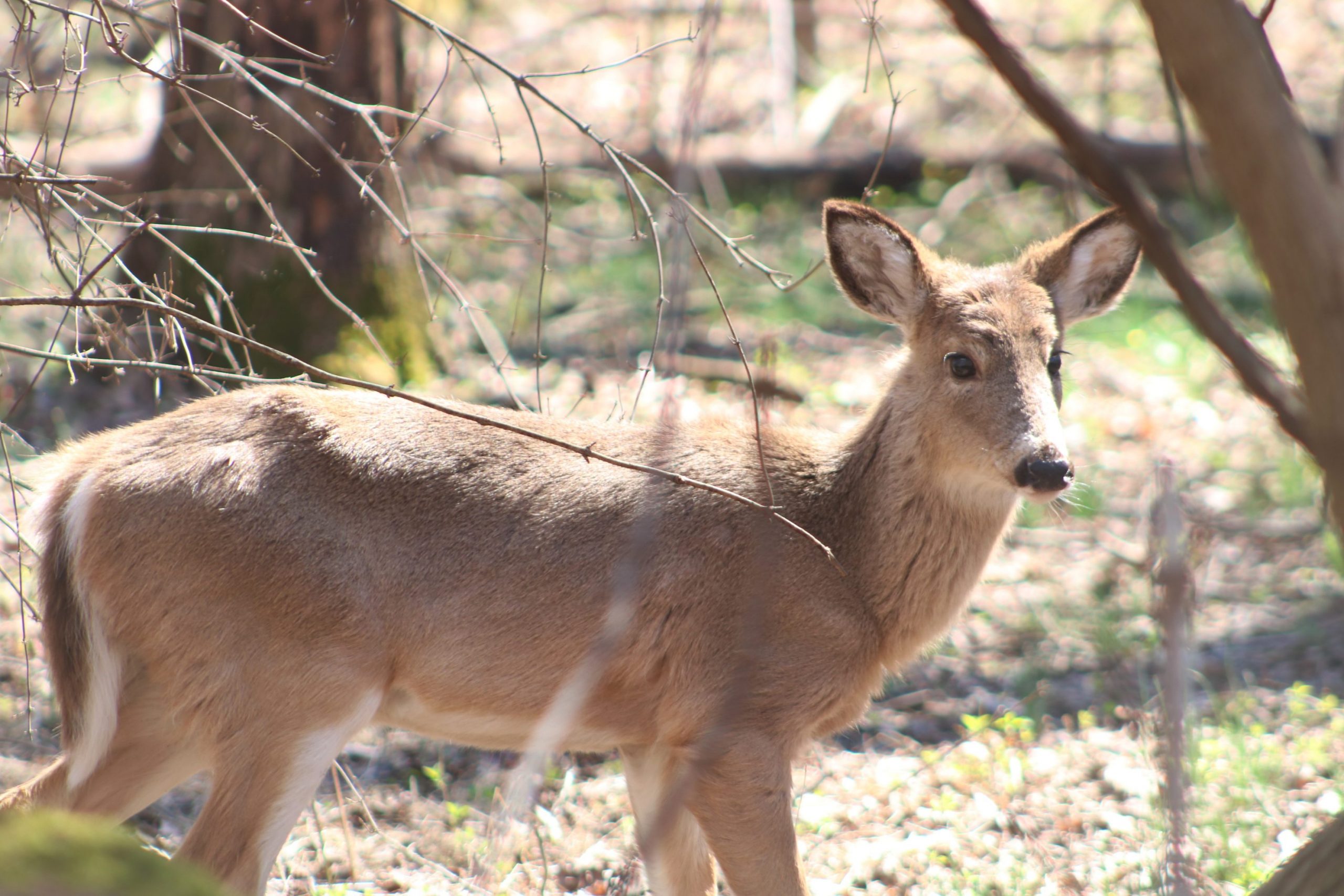 Traditional Monday Deer Opener Could Return To Parts Of PA - New Hope ...