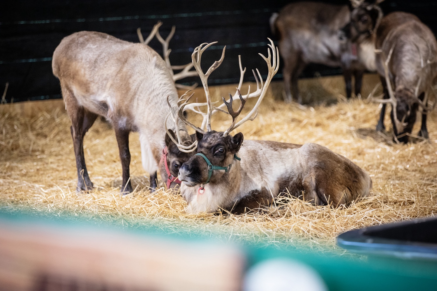 Santa's Reindeer Cleared For Christmas Eve Flight Across PA - New Hope ...