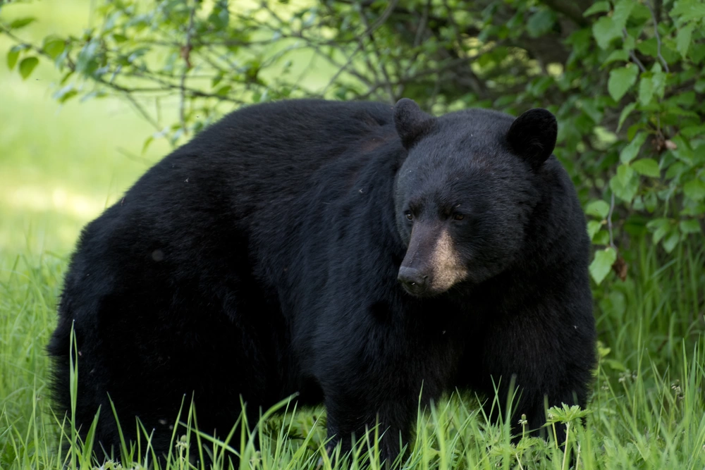 Large Black Bear Spotted In Solebury - New Hope Free Press